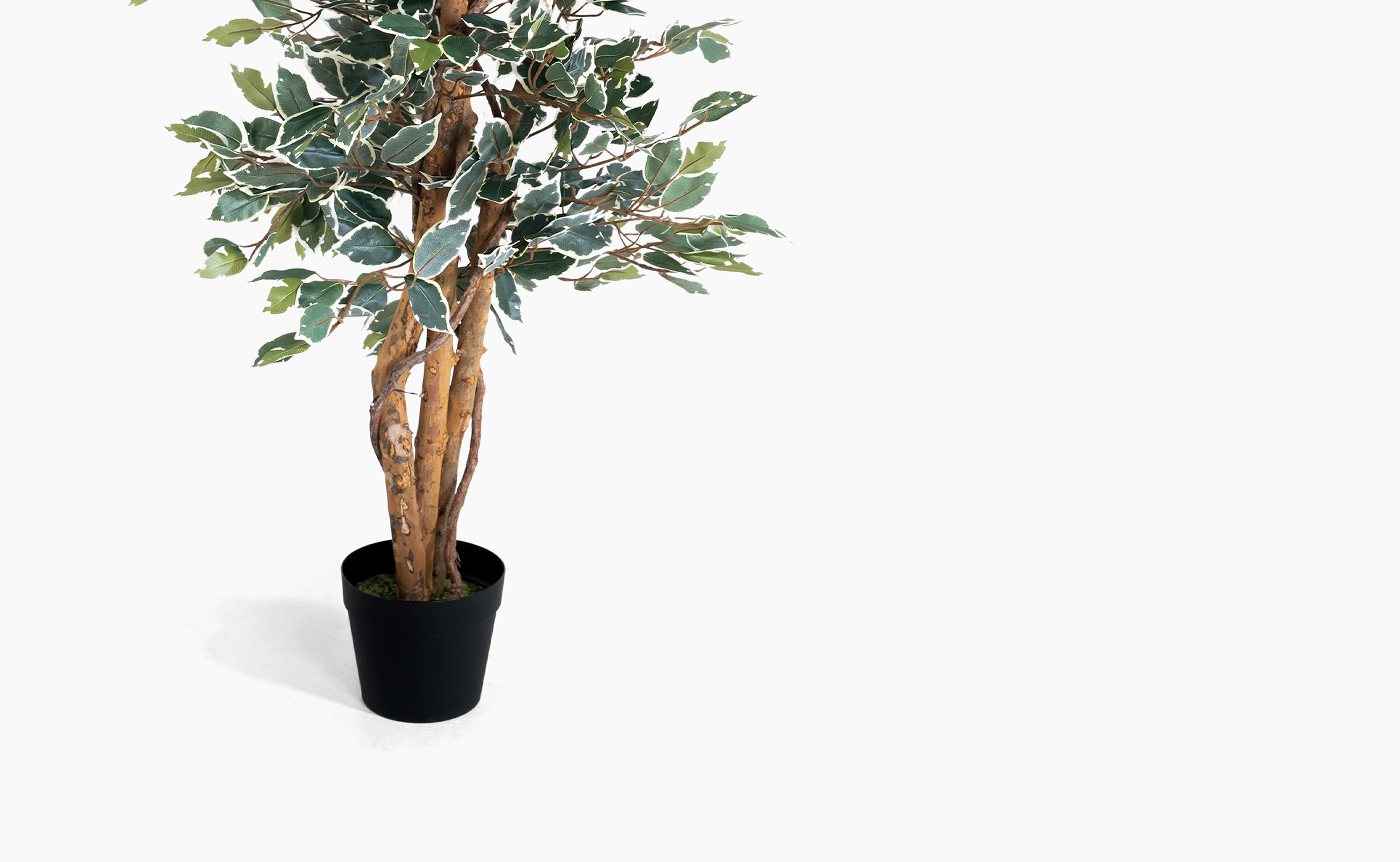Artificial ficus tree
